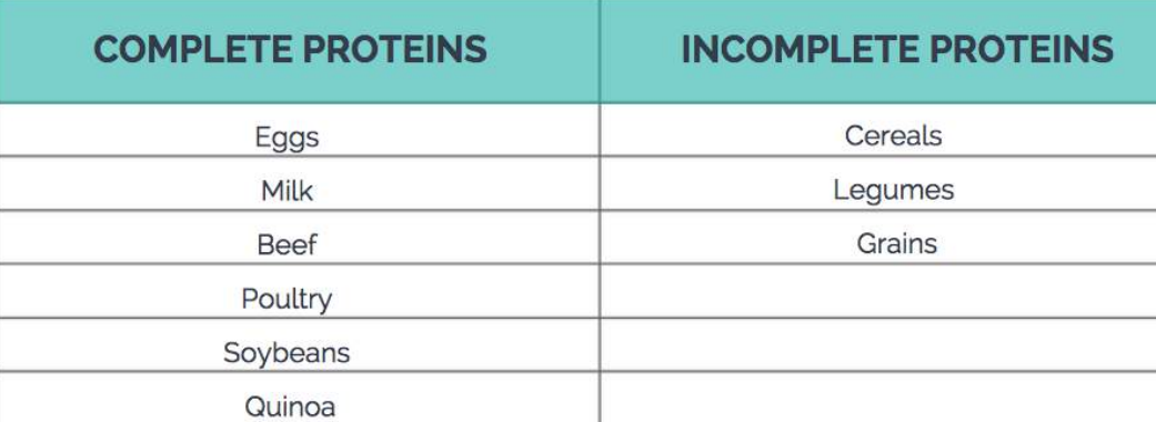 Protein And The Human Body | Nutrition Cookery